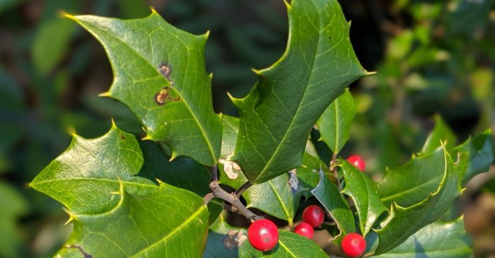 American Holly