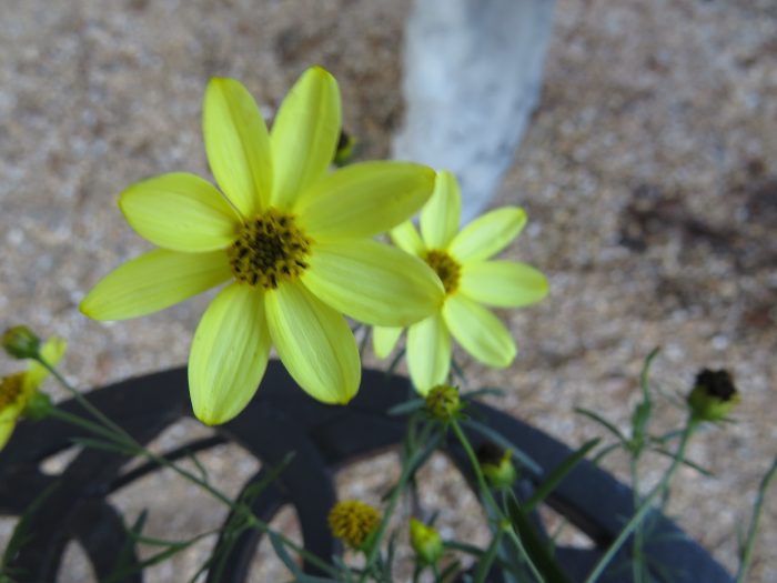 Coreopsis ‘Moonbeam’