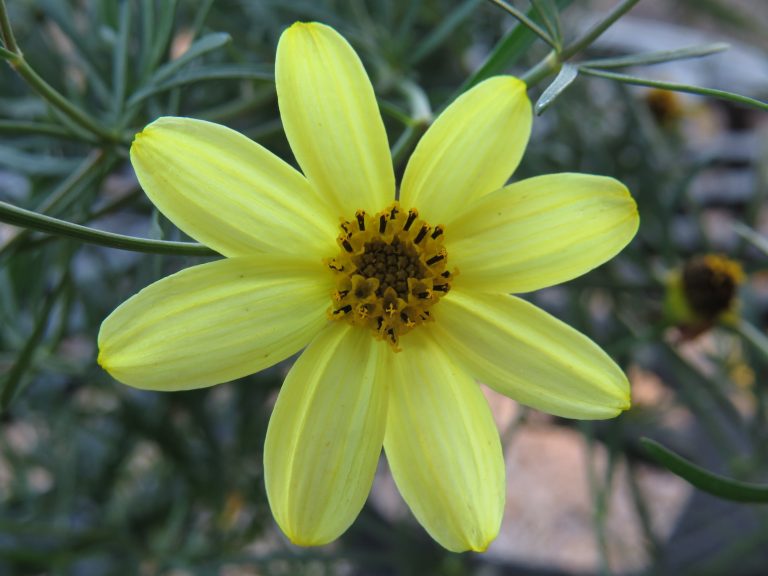 Coreopsis ‘Moonbeam’
