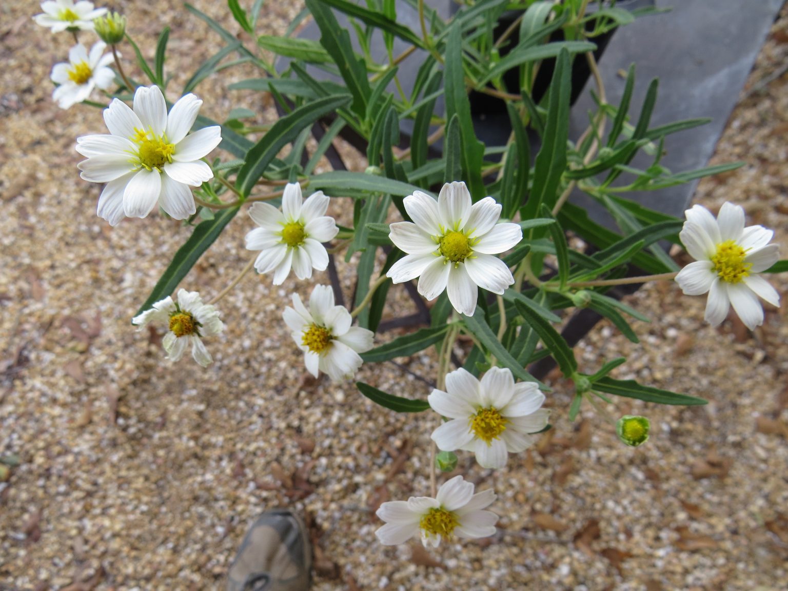 Blackfoot daisy