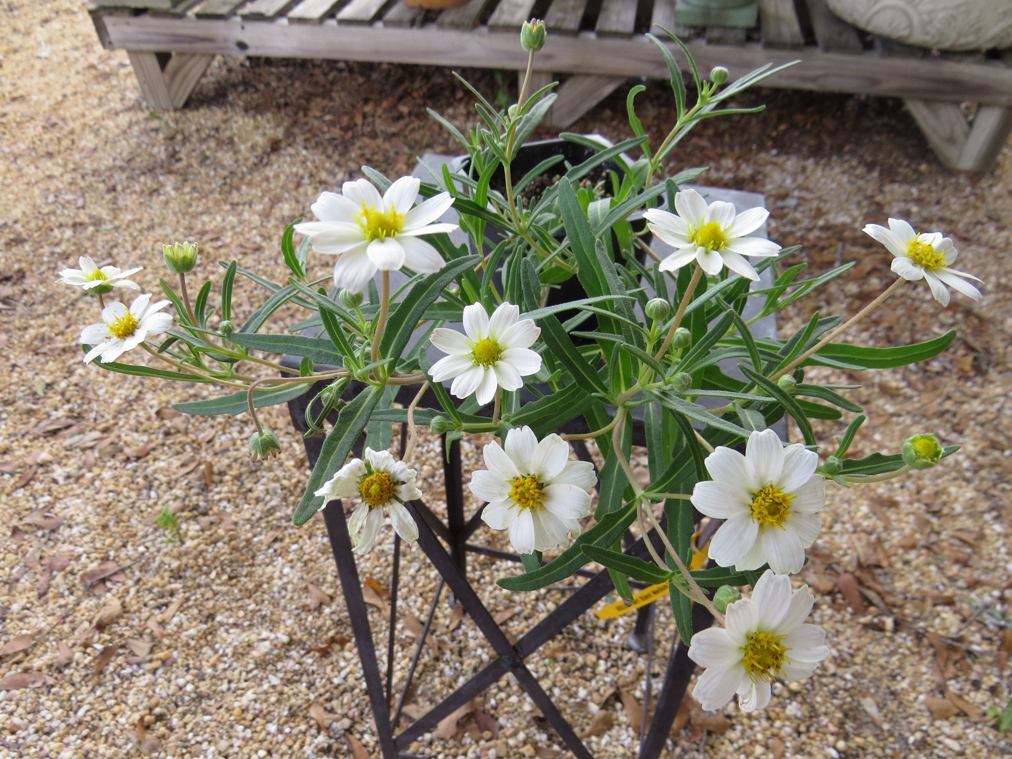 Blackfoot daisy