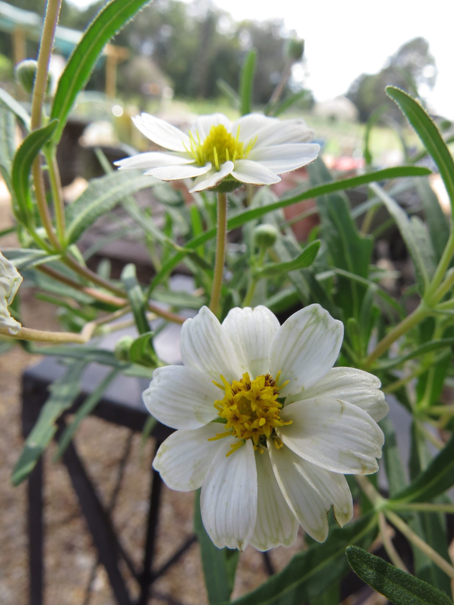 Blackfoot daisy
