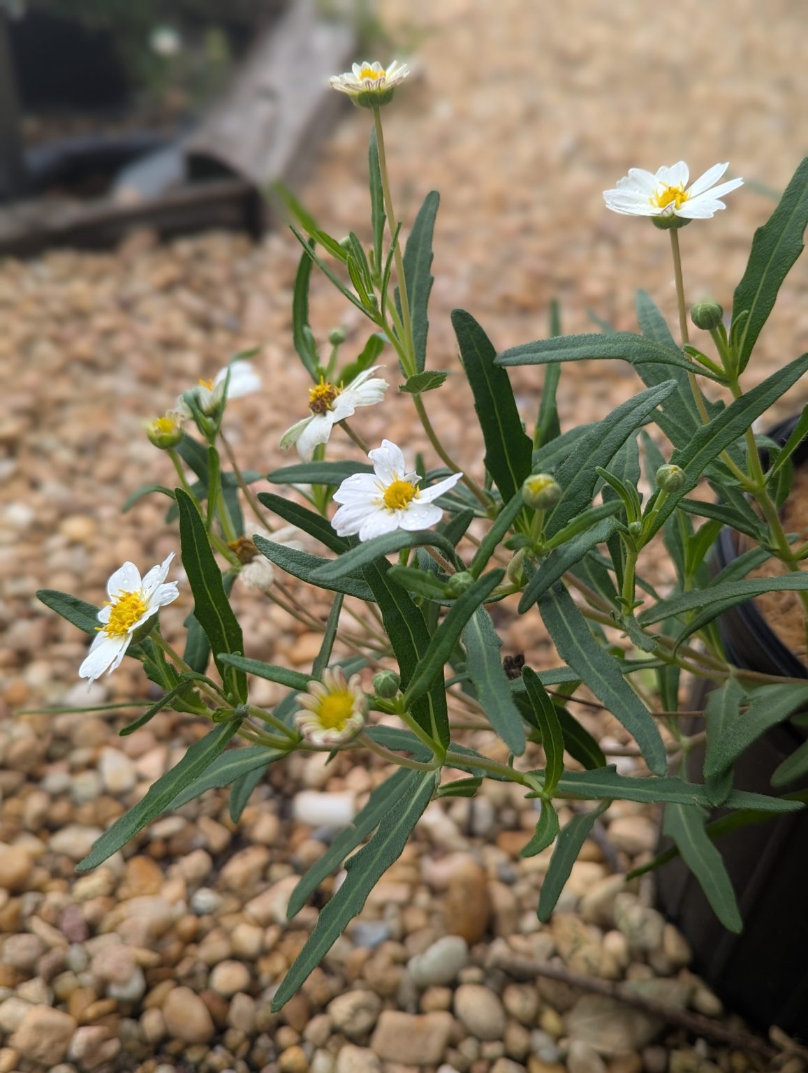 Blackfoot daisy