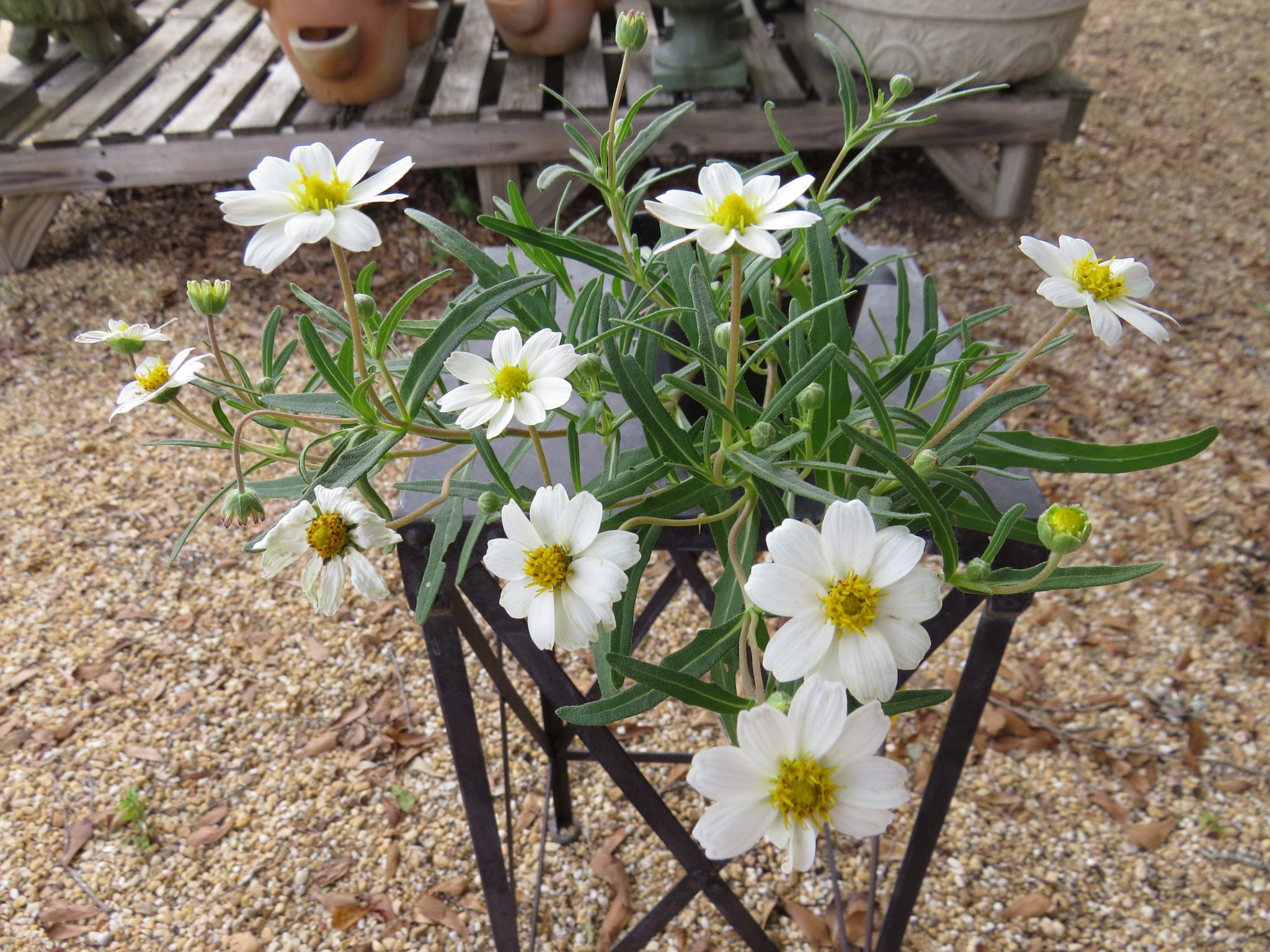 Blackfoot daisy
