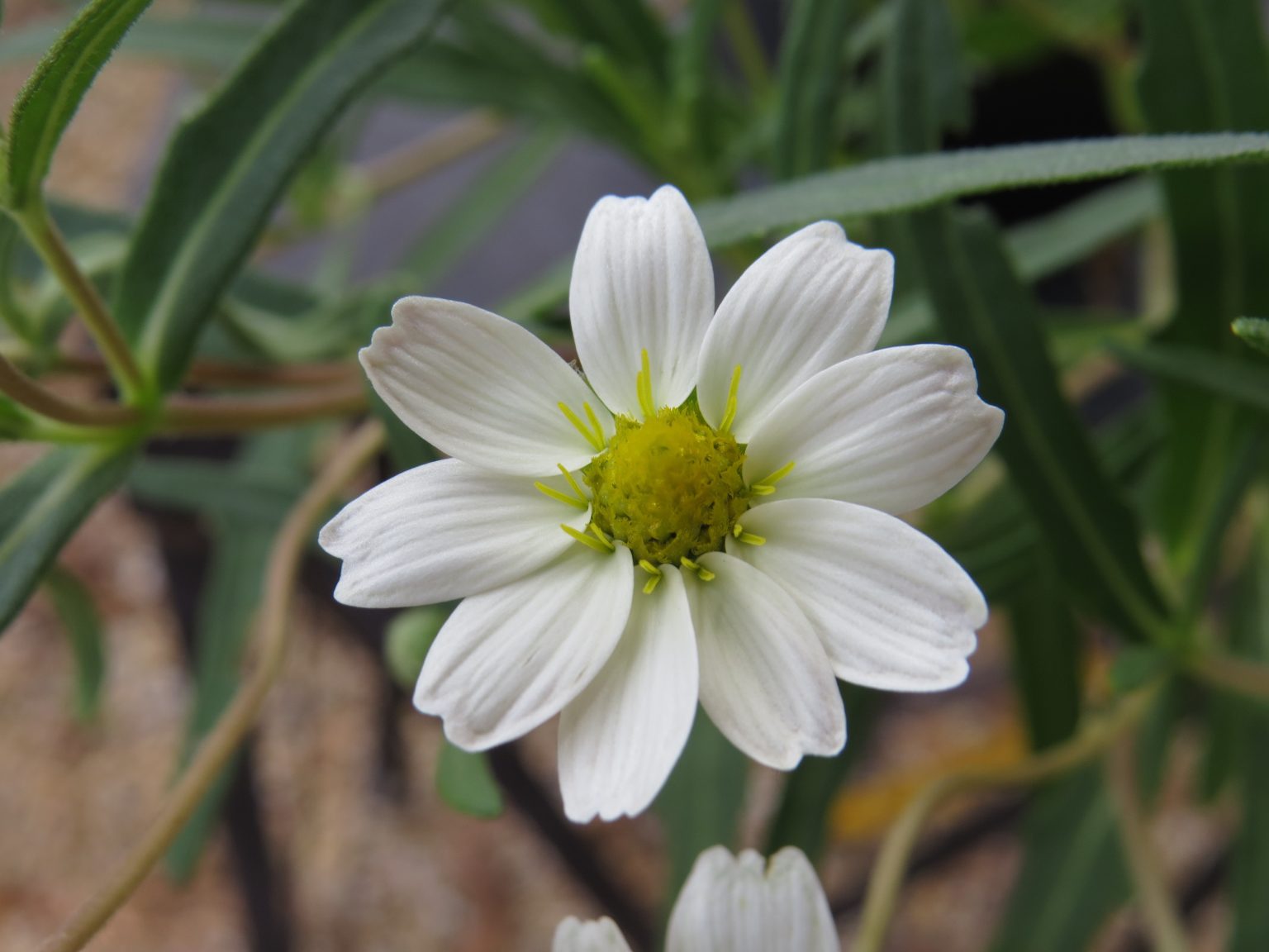 Blackfoot daisy