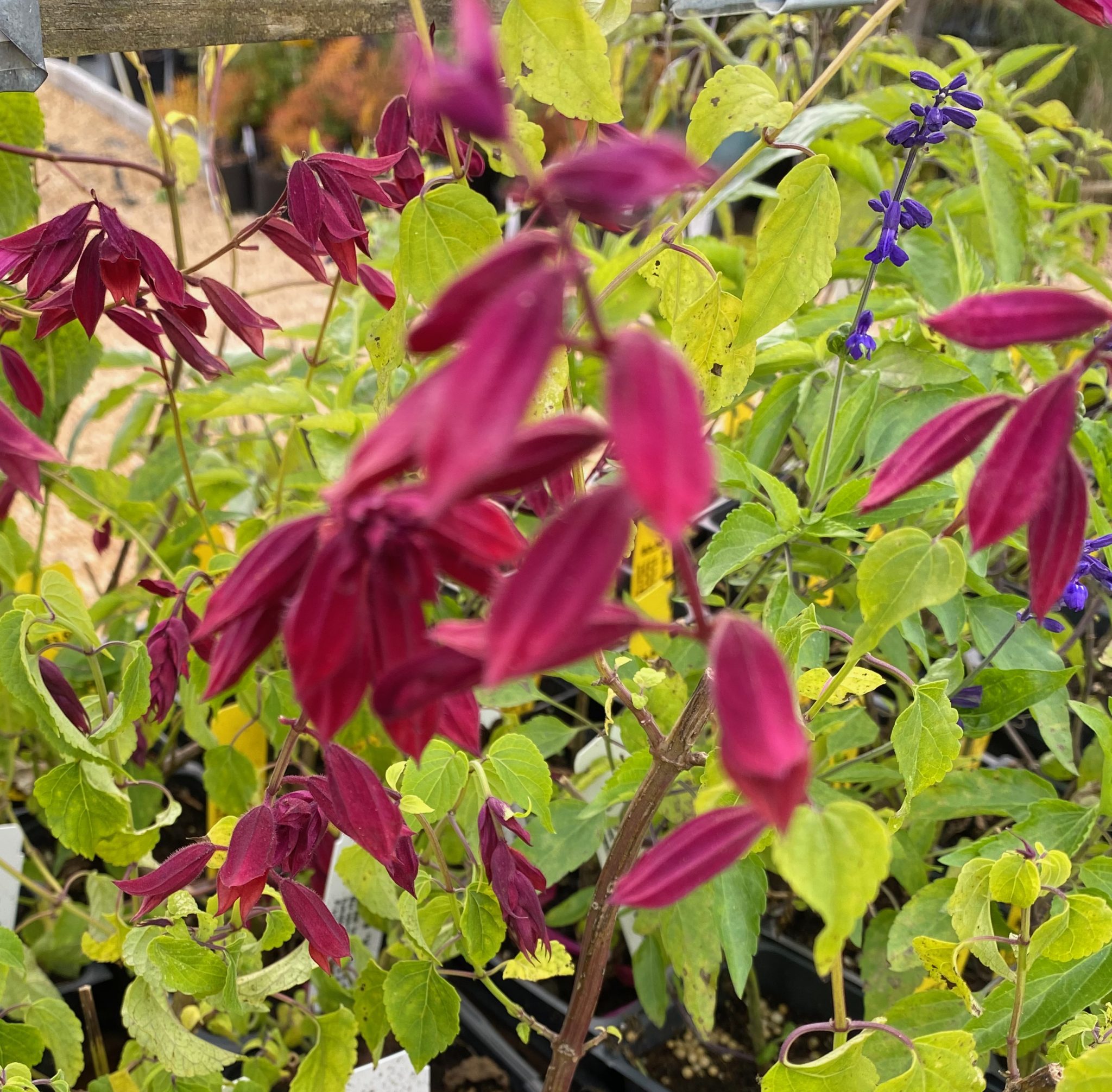 Salvia splendens ‘Van Houttei’