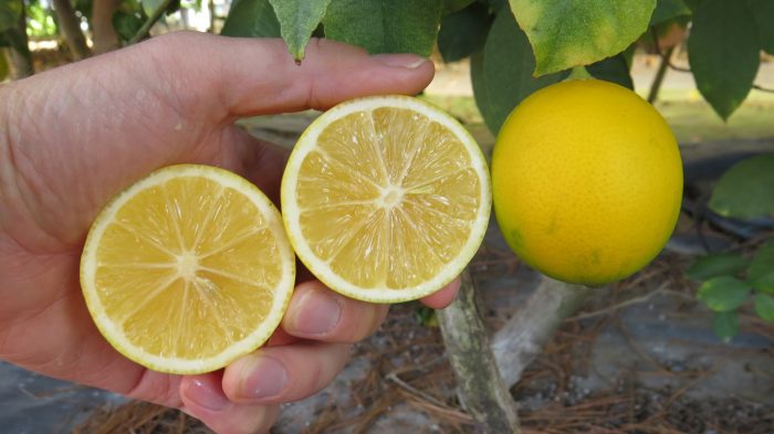 Improved Meyer Lemon