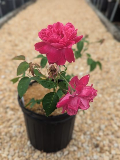 Rose ‘Maggie’