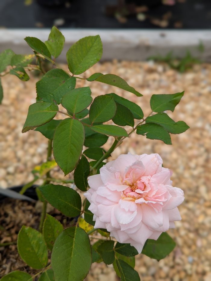 Rose ‘Quietness’