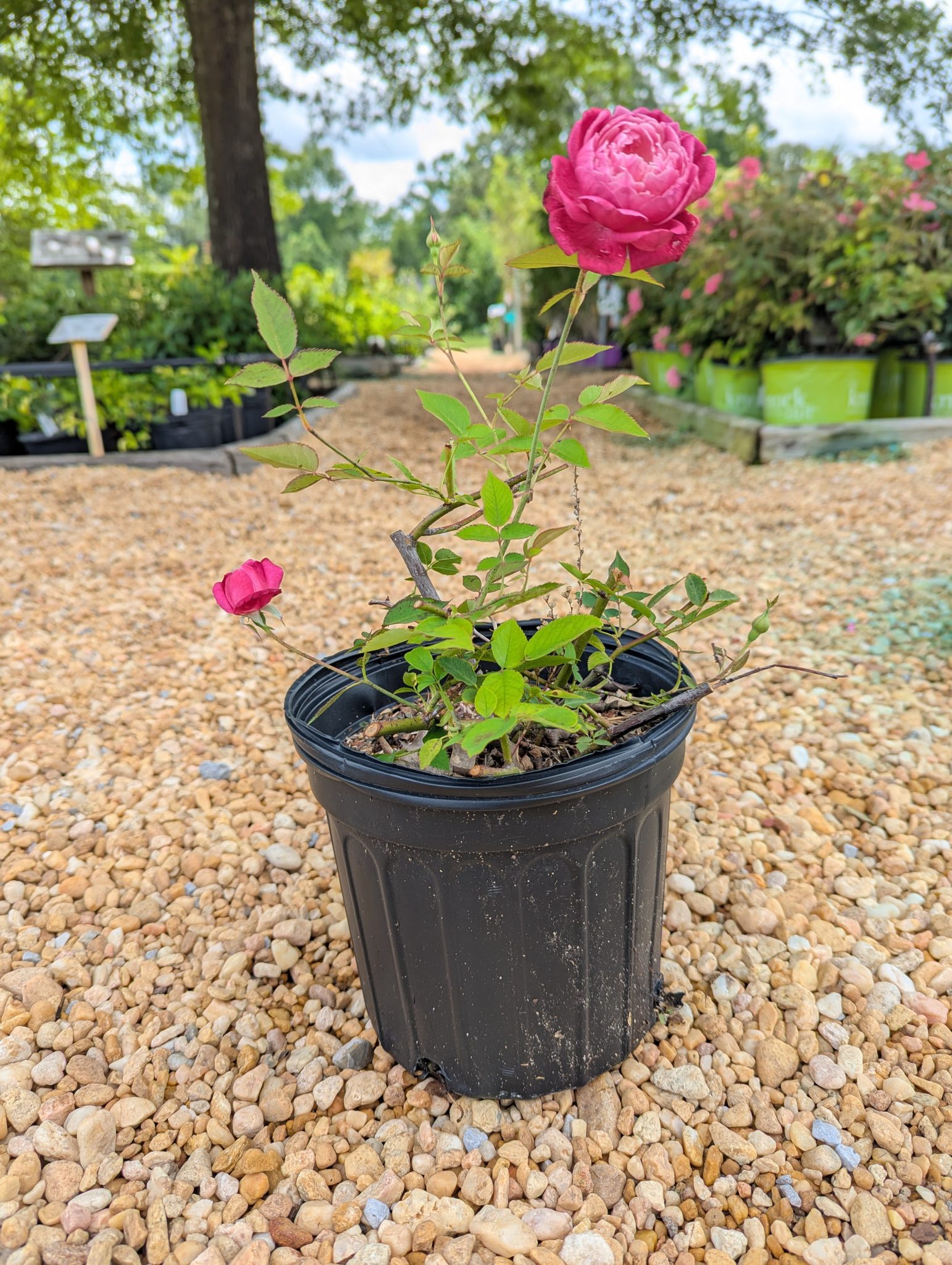 Rose ‘Louis Philppe’