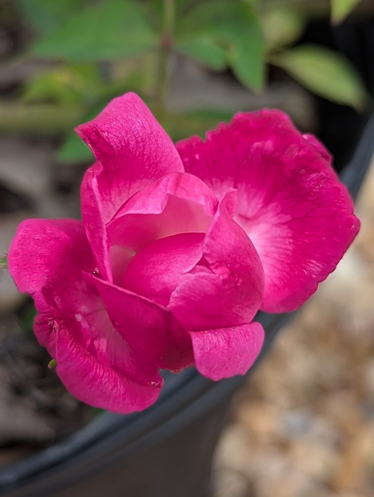 Rose ‘Louis Philppe’