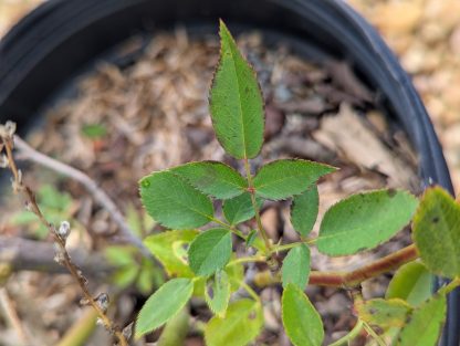 Rose ‘Louis Philppe’