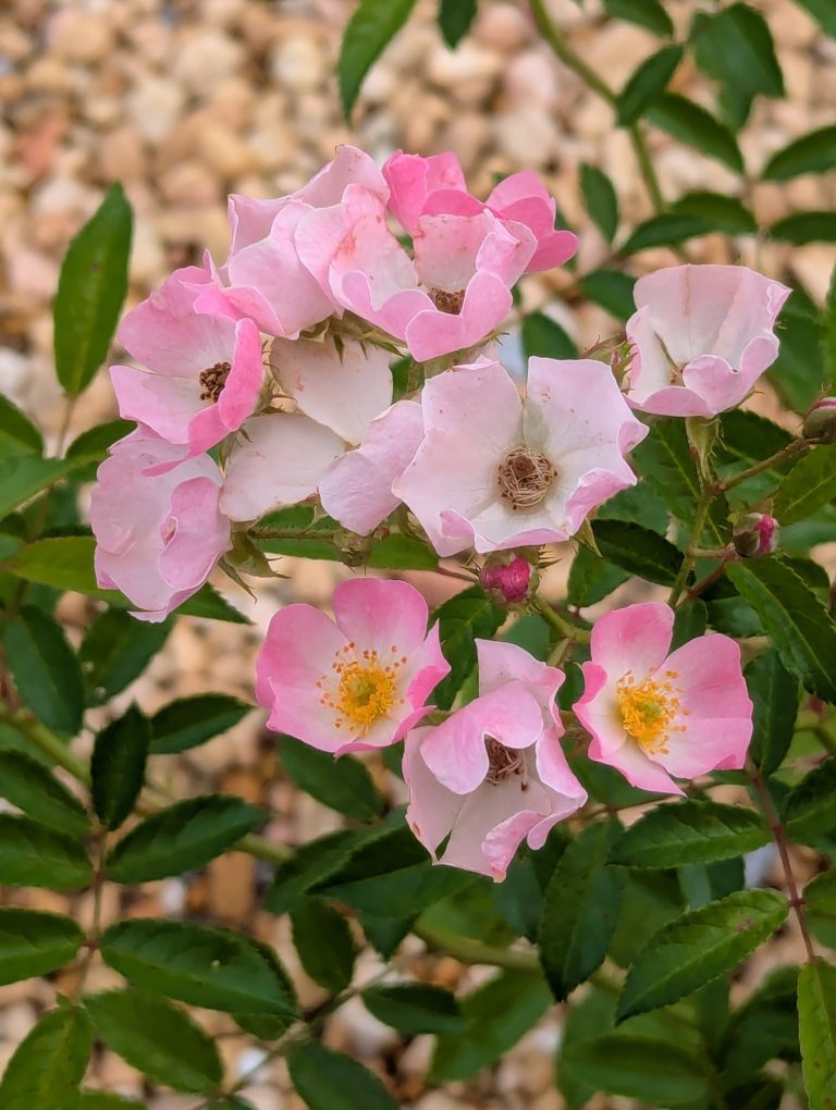 Rosa ‘Ballerina’