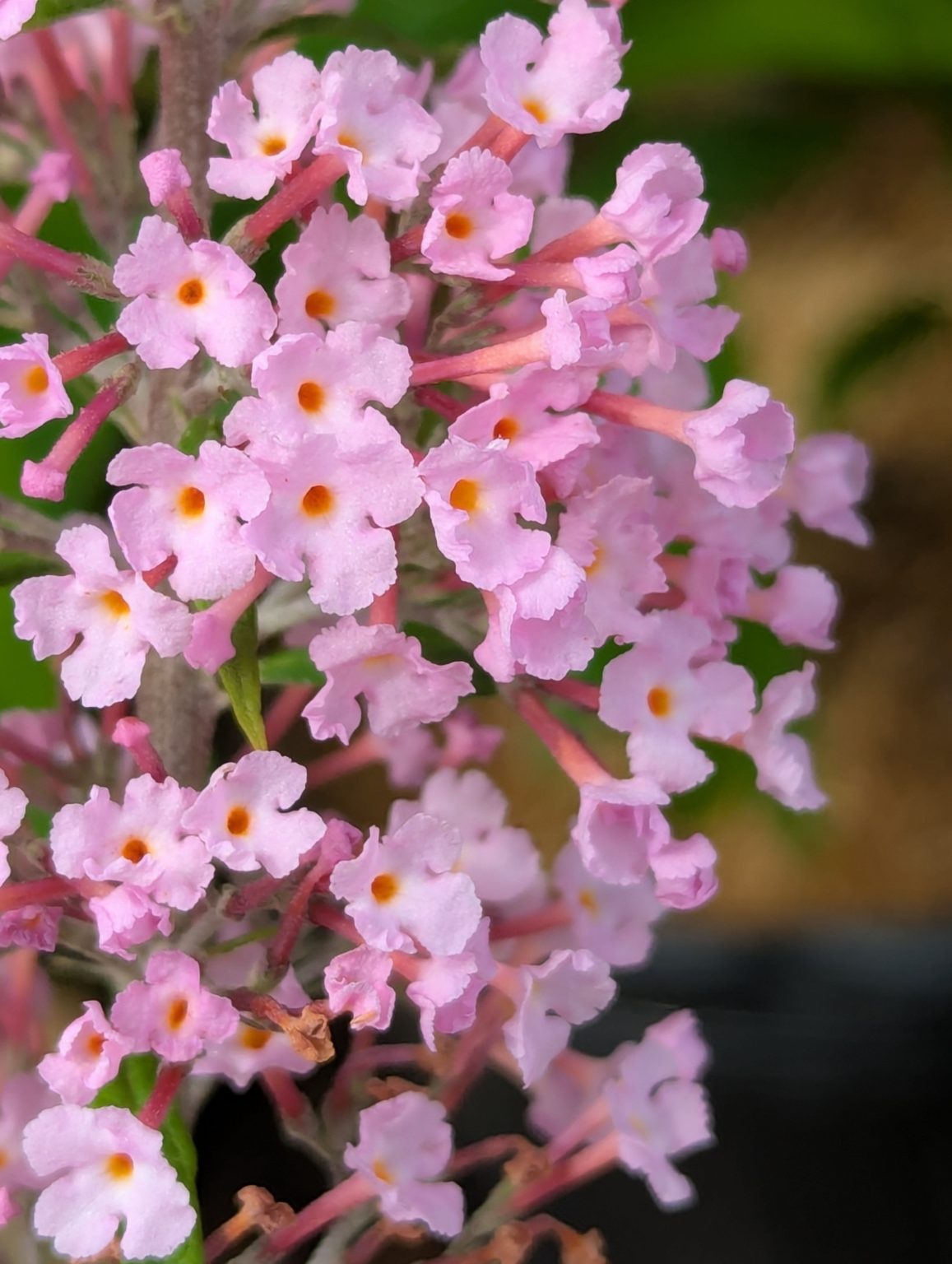 Butterfly Bush ‘Pink Delight