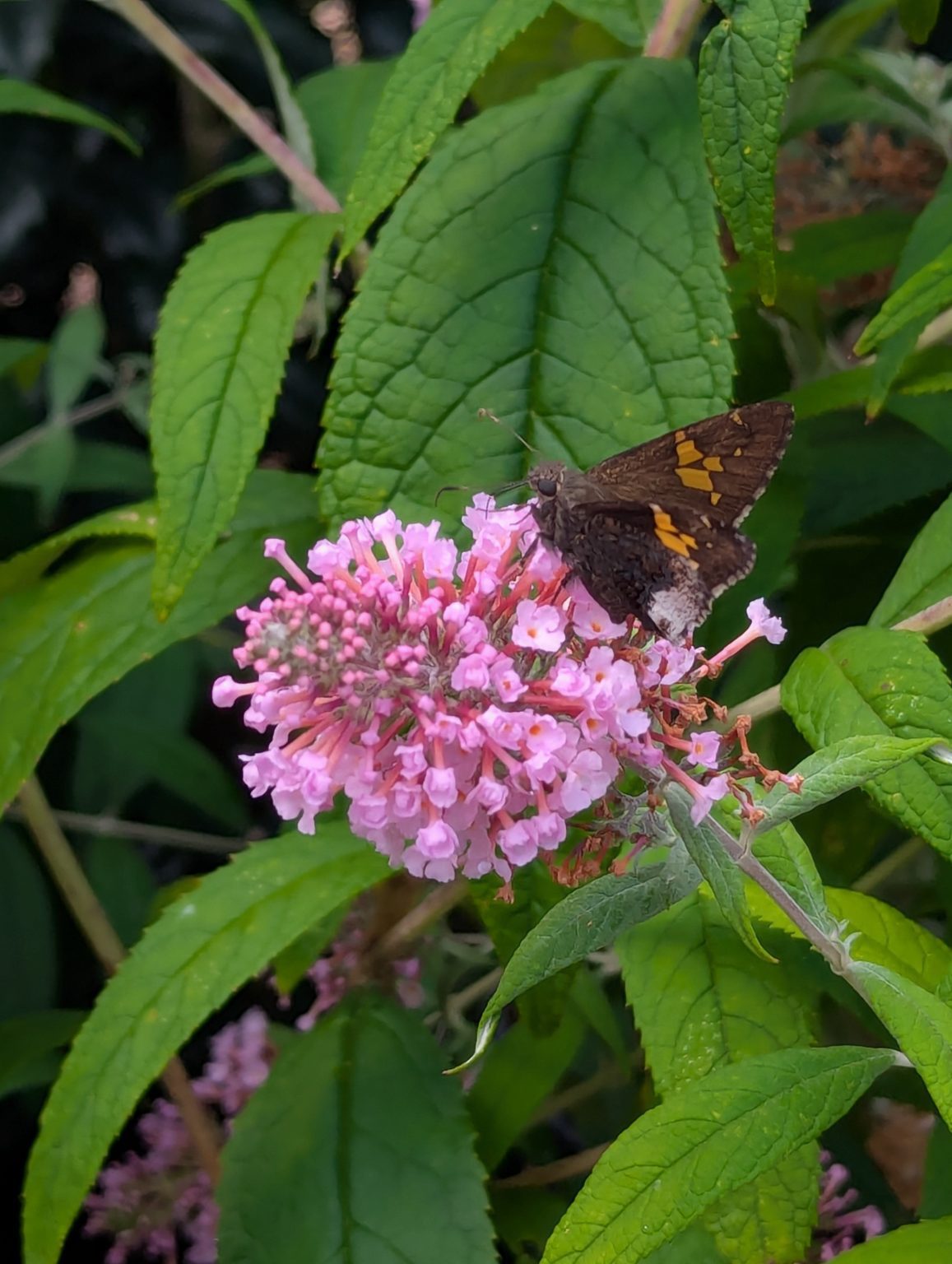 Butterfly Bush ‘Pink Delight