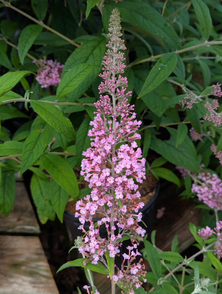 Butterfly Bush ‘Pink Delight