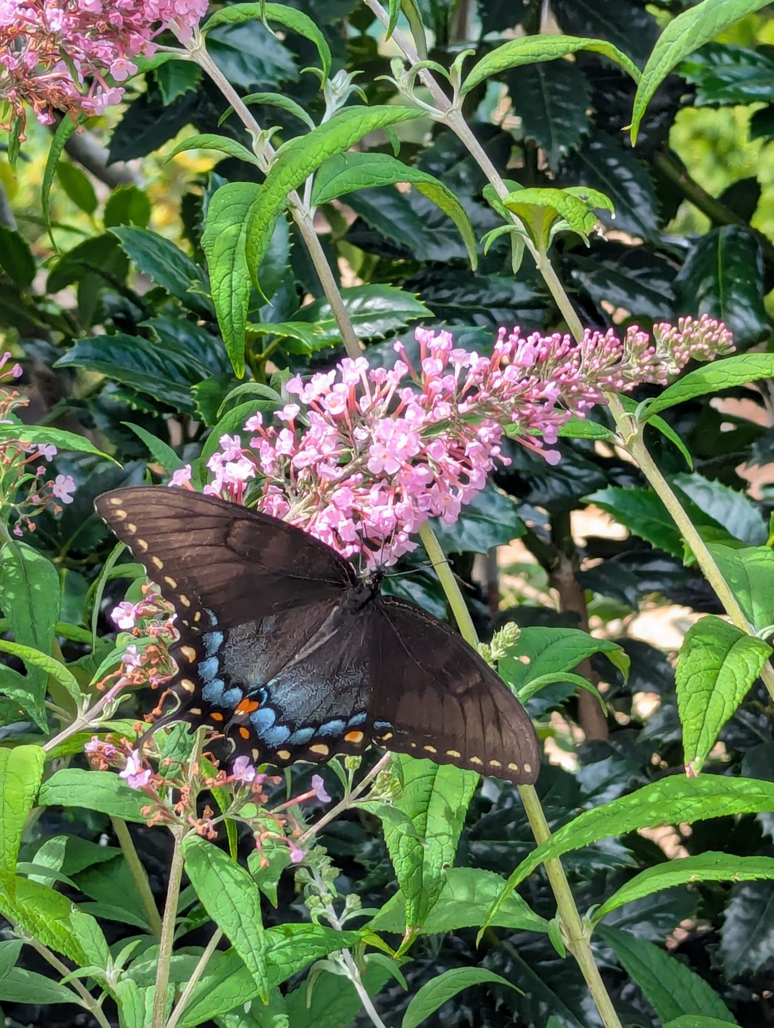 Butterfly Bush ‘Pink Delight