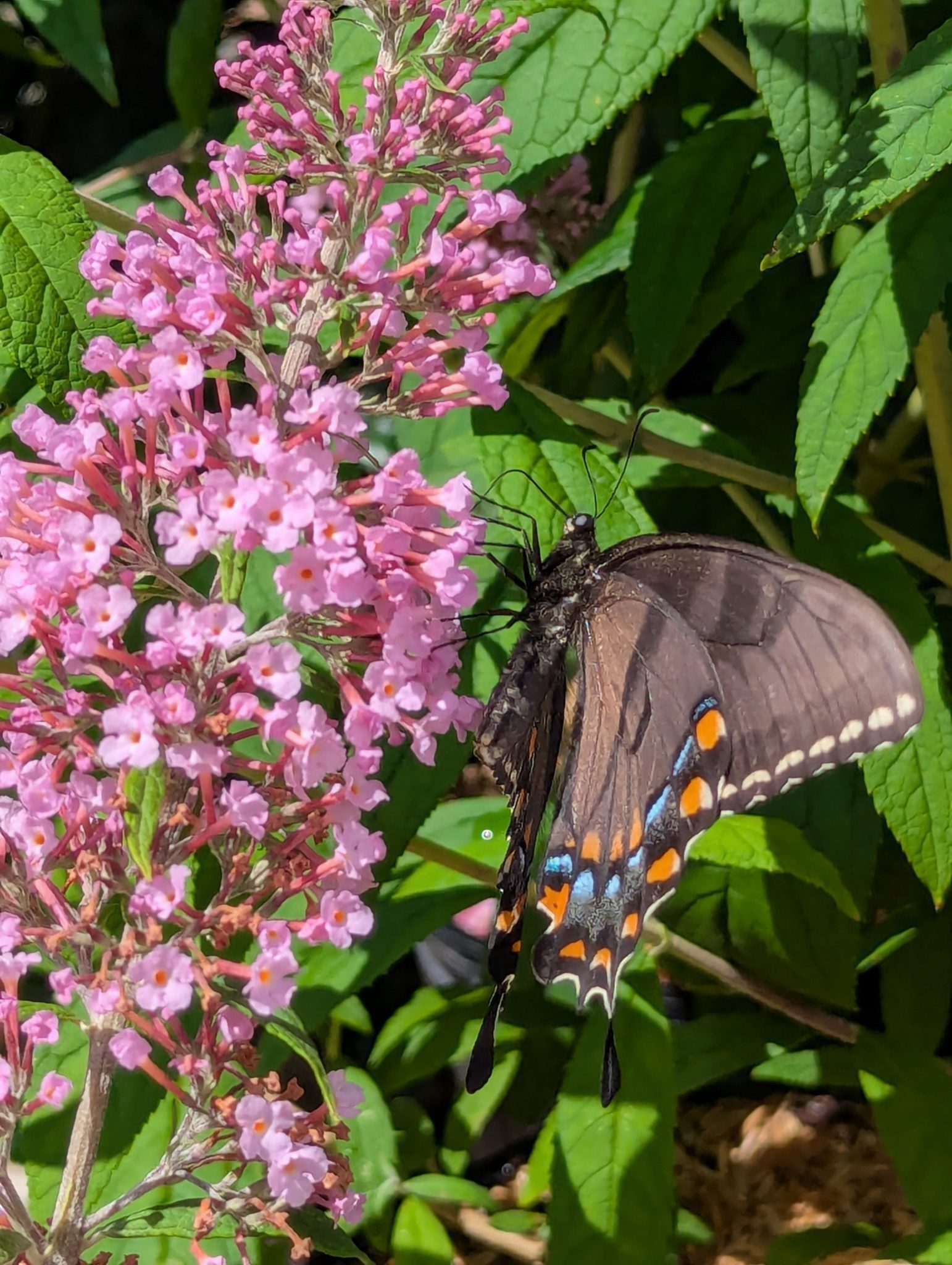 Butterfly Bush ‘Pink Delight