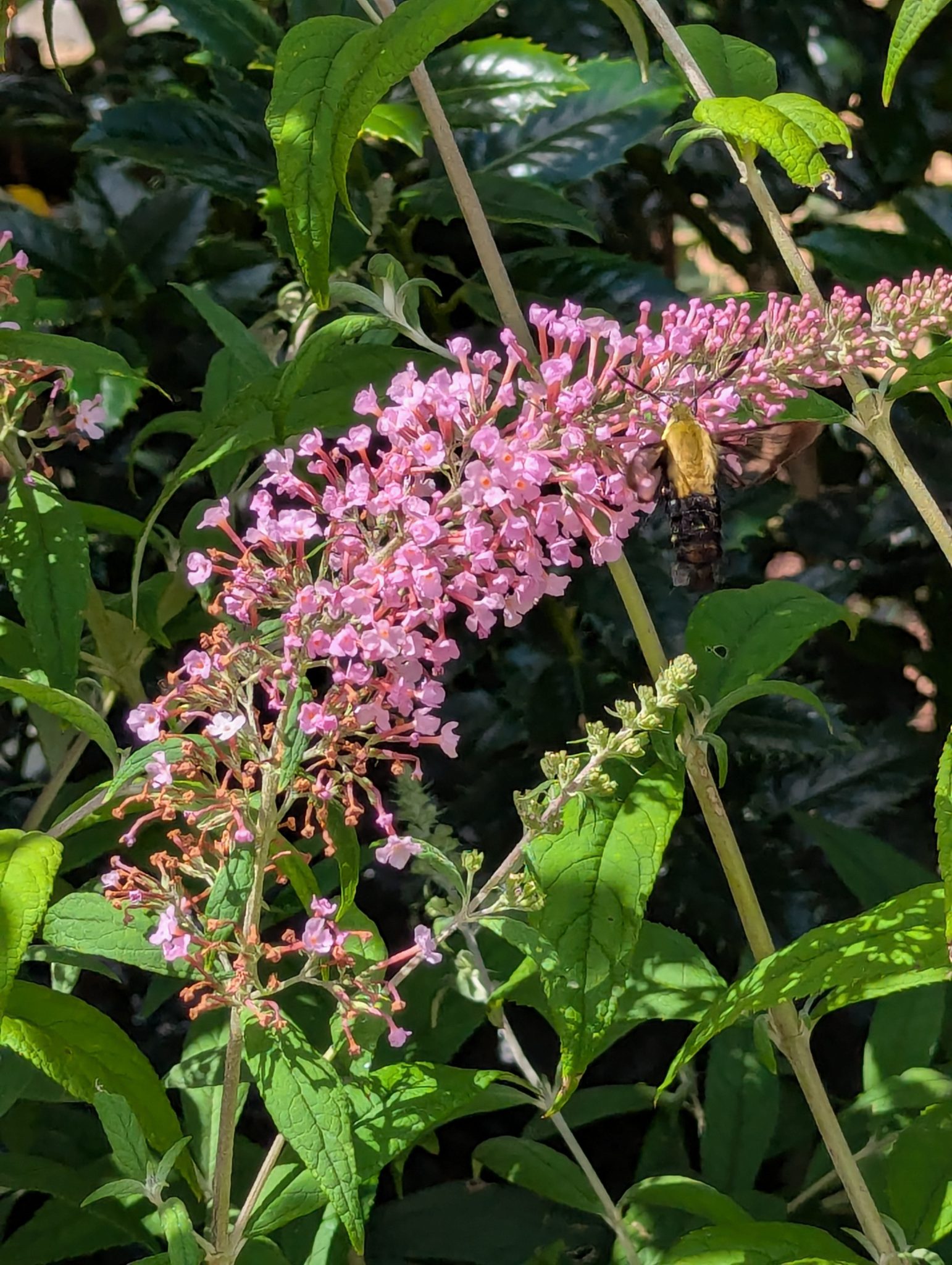 Butterfly Bush ‘Pink Delight