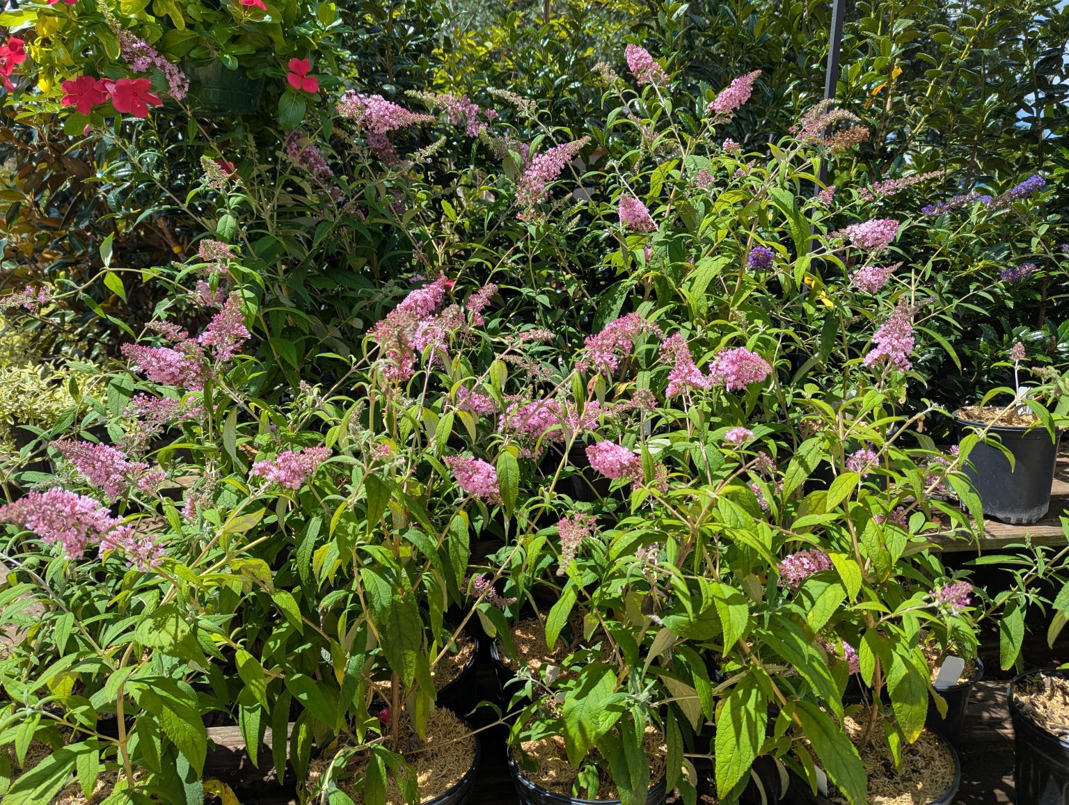 Butterfly Bush ‘Pink Delight