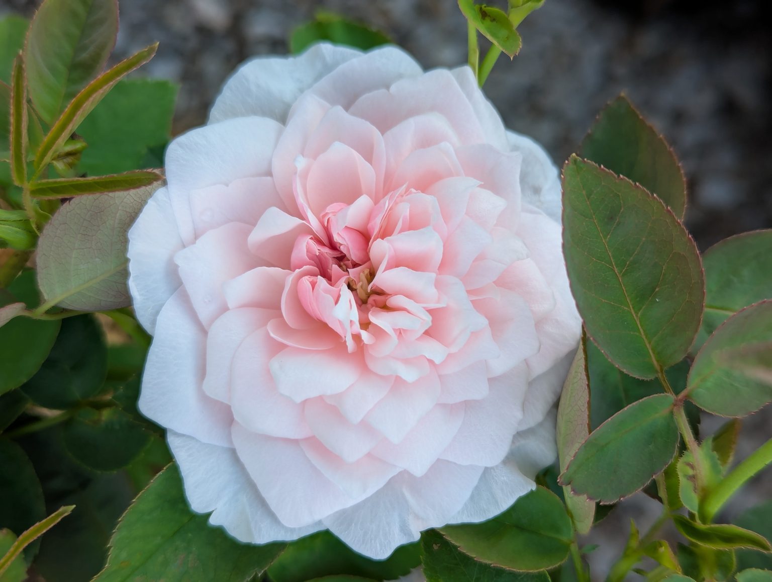 Rose ‘Souvenir de la Malmaison’