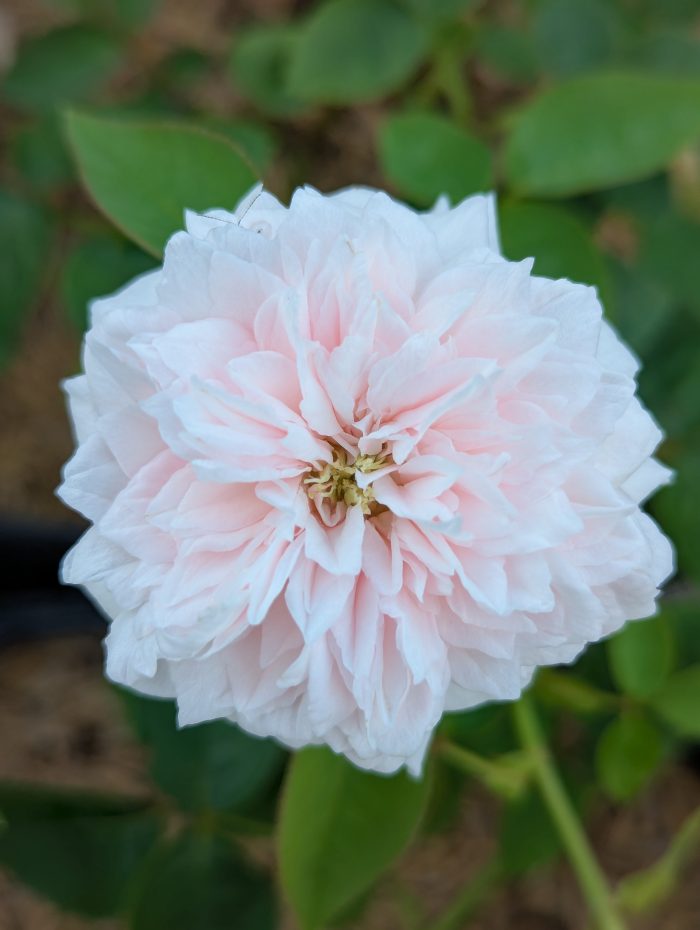 Rose ‘Souvenir de la Malmaison’