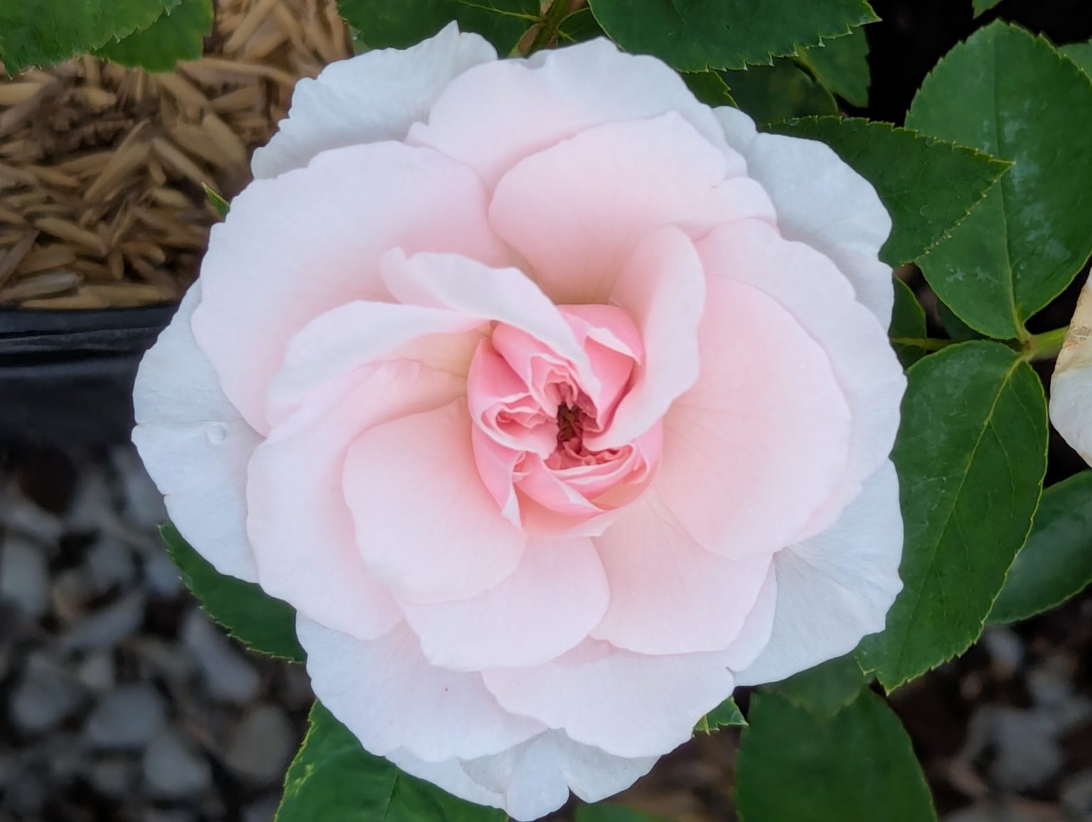Rose ‘Souvenir de la Malmaison’