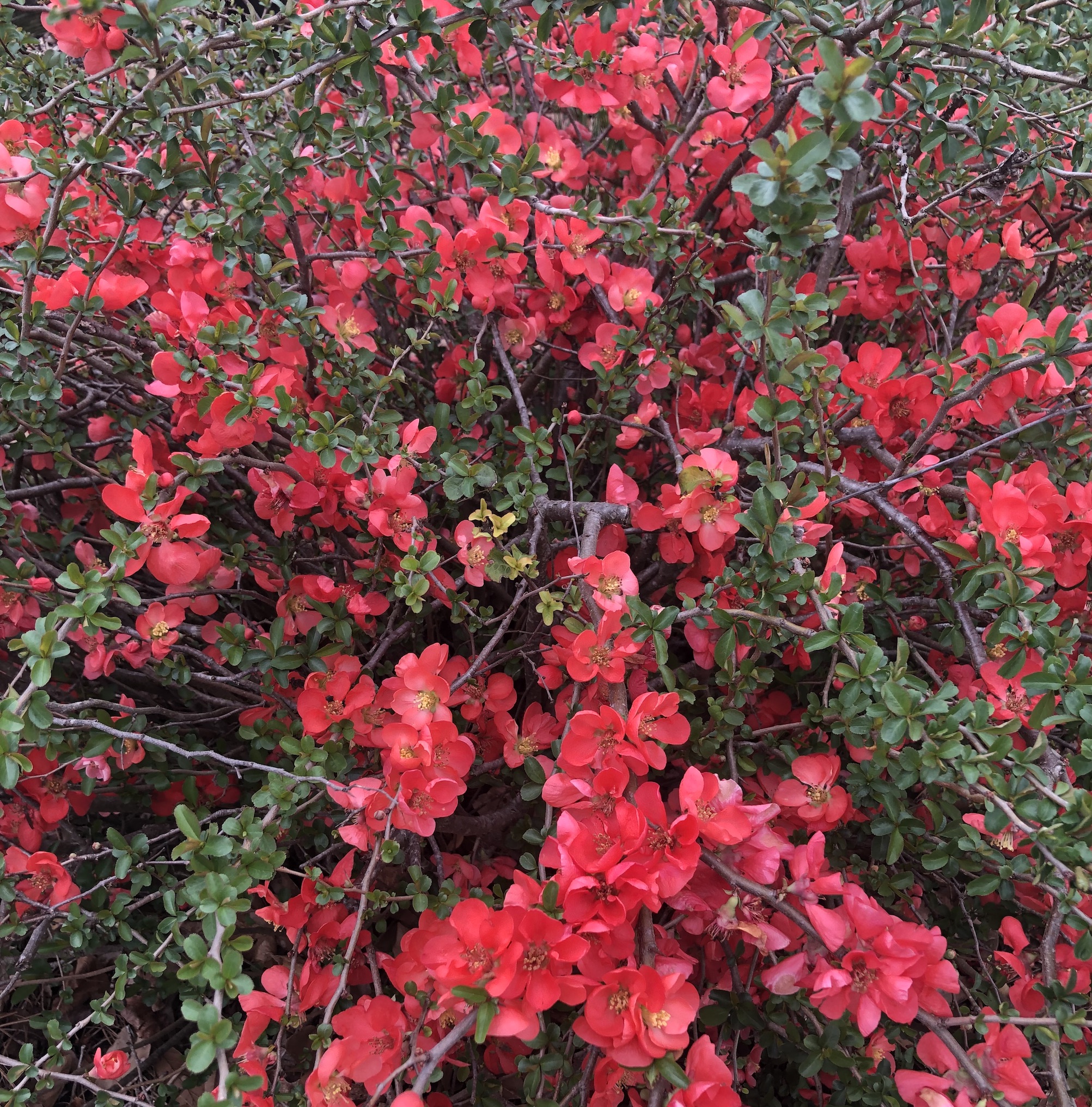 Texas Scarlet Quince
