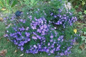 New England Aster ‘Purple Dome’