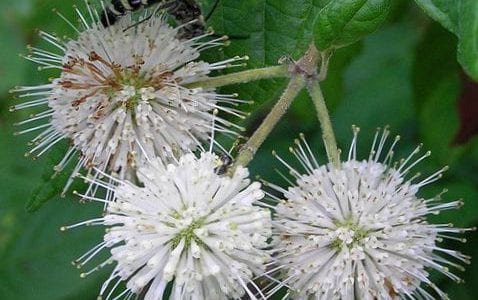 Buttonbush
