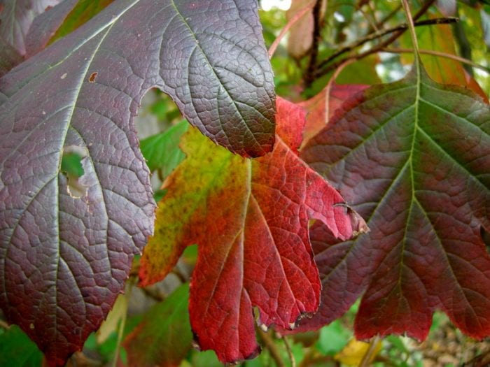 Oak Leaf Hydrangea ‘Ellen Huff’