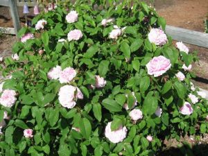 Rose ‘Marchesa Boccella