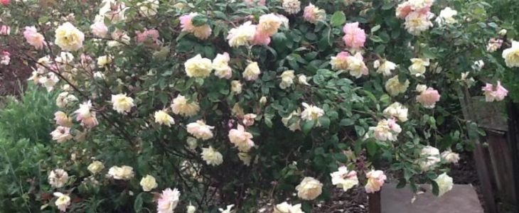 Rose 'Marie Van Houtte'