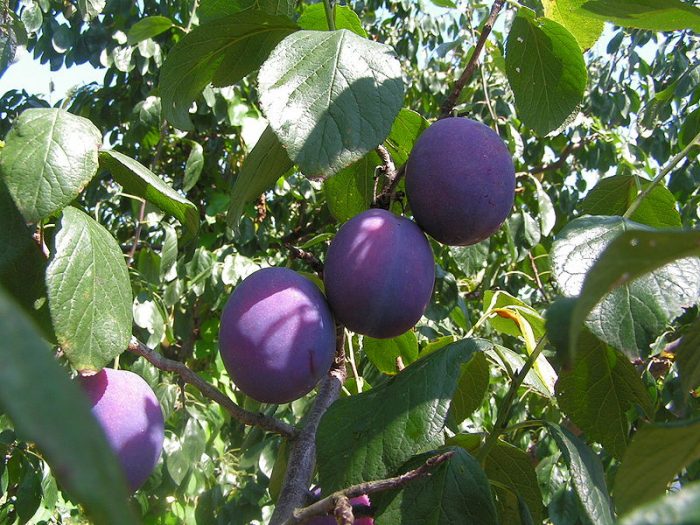 Plum ‘Morris’