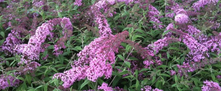 Butterfly Bush 'Pink Delight'