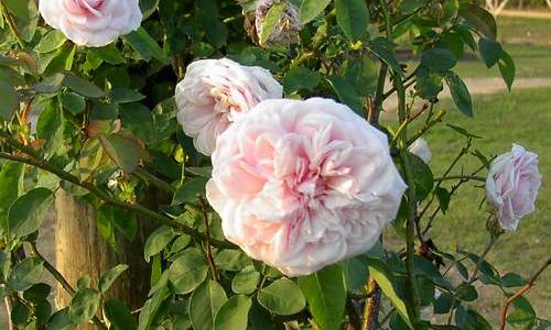 Rose 'Souvenir de la Malmaison'
