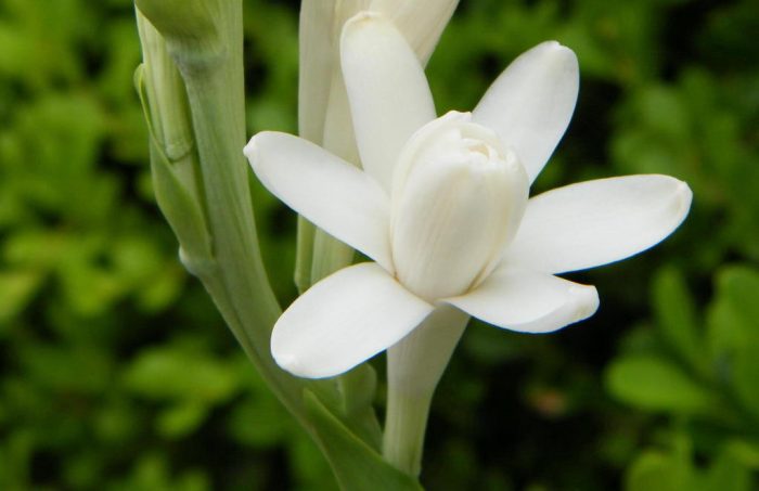Tuberose