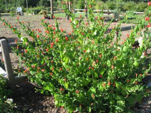 Turk’s Cap