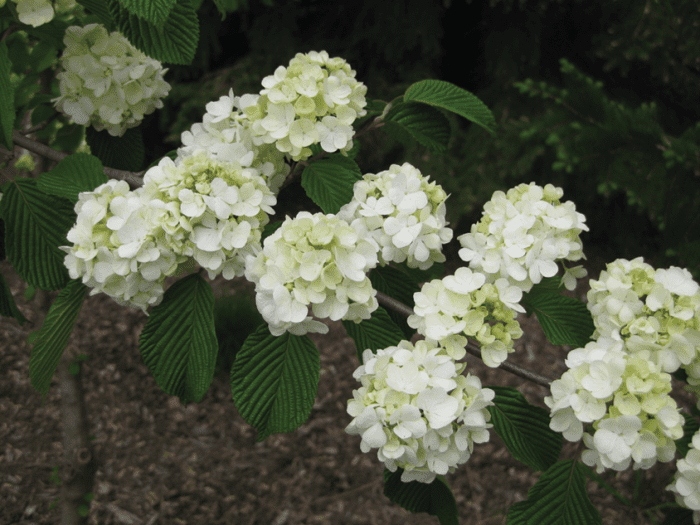 Popcorn Viburnum